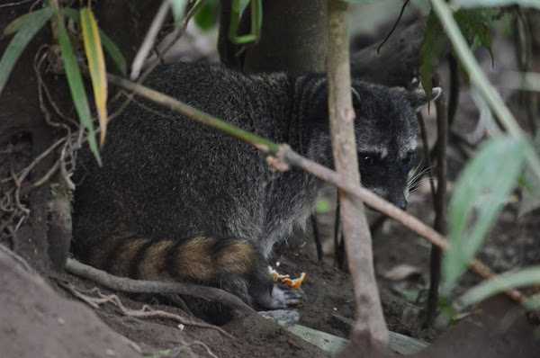 Mapache | Project Noah