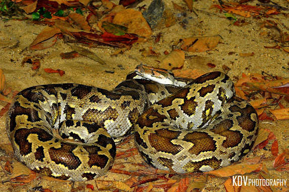 Indian Rock Python | Project Noah