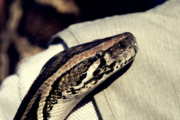 African Rock Python | Project Noah
