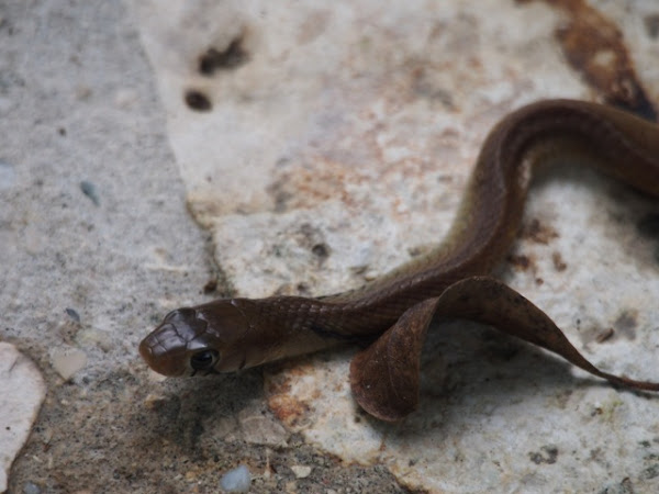Black Tailed Cribo/Middle American Indigo Snake | Project Noah