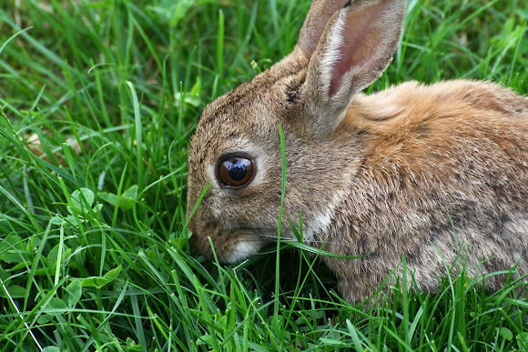 European Rabbit | Project Noah