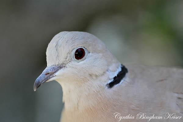 Eurasian Collared-Dove | Project Noah