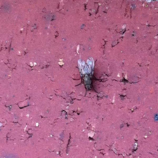 House-fly | Project Noah