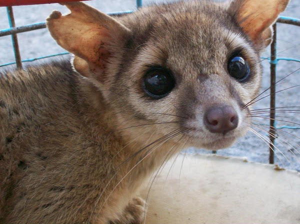 Cacomixtle | Project Noah