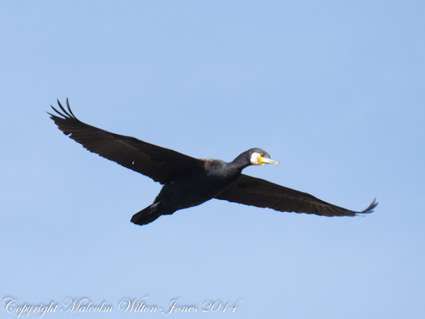 Cormorant; Cormorán Grande | Project Noah