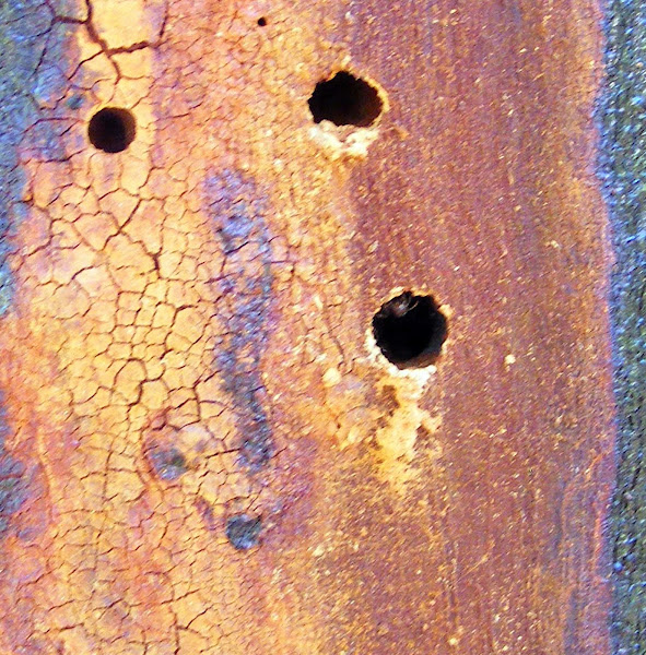 Carpenter Bee Burrows | Project Noah