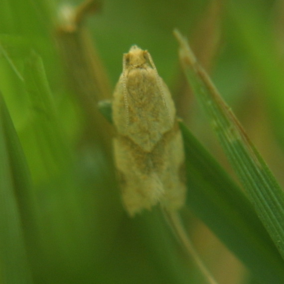 Garden Tortrix | Project Noah