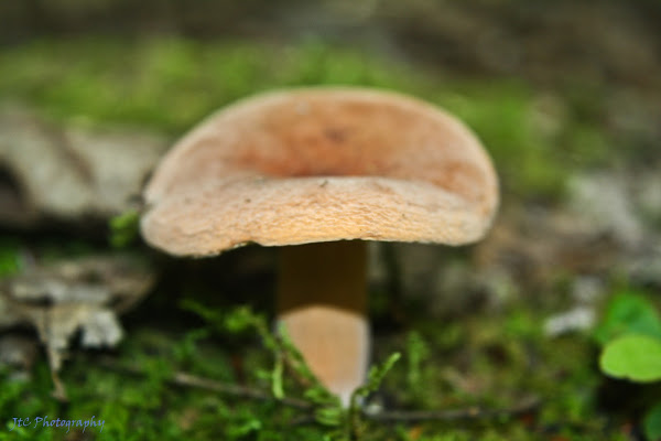 Tawny Milkcap Mushroom | Project Noah