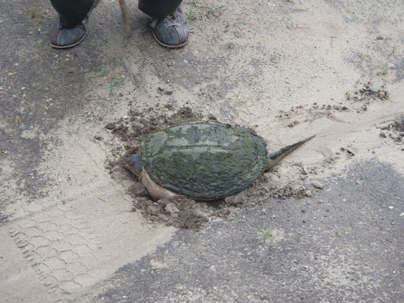 Common Snapping Turtle | Project Noah