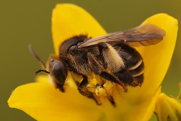 Macropis europaea | Project Noah