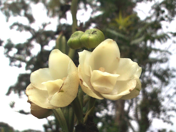 Holy Spirit Flower Panama Pentecost | Best Flower Site