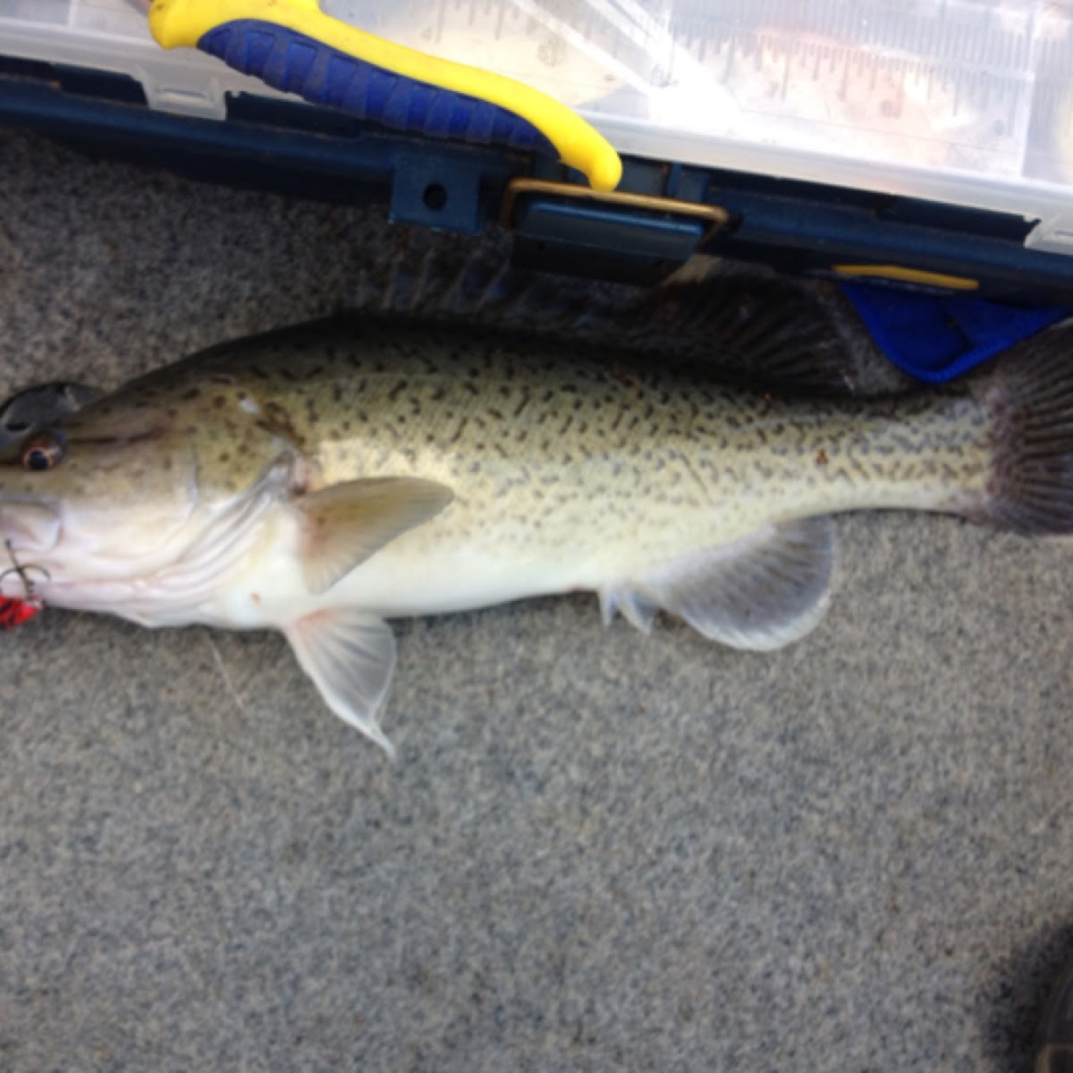 Trout Cod | Project Noah