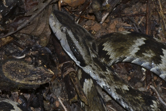 jaracuçu | Project Noah