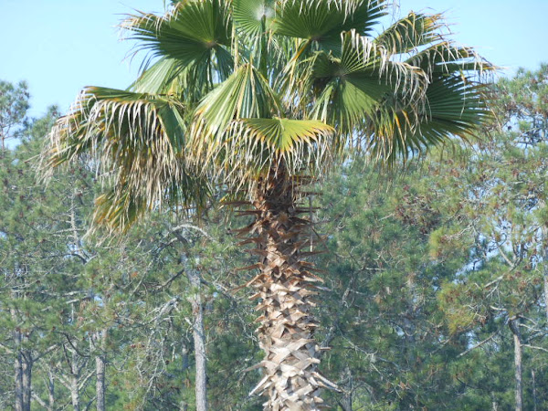 Palm Tree | Project Noah