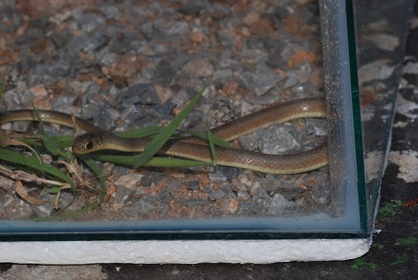 Short-snouted Whip Snake | Project Noah