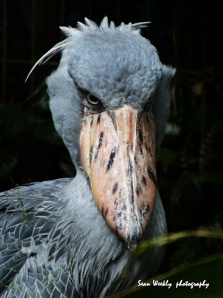 Angry Shoebill