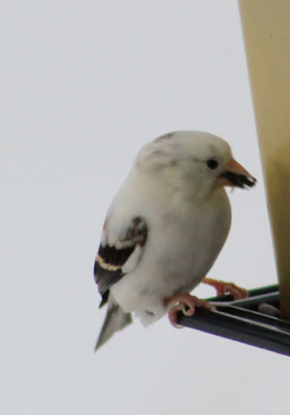 partial albino american goldfinch | Project Noah