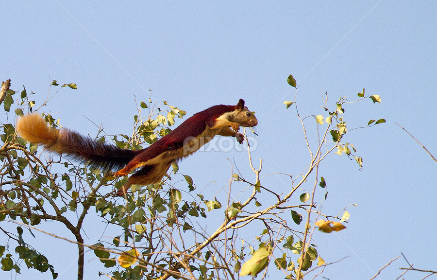 Indian Giant Squirrel