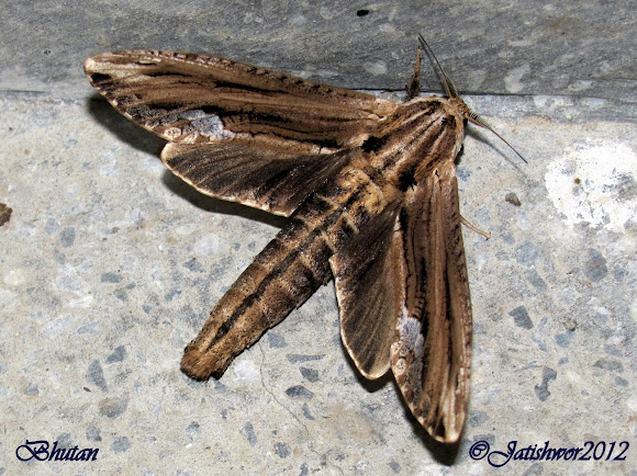 Family Cossidae | Project Noah