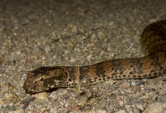 Common Death Adder | Project Noah