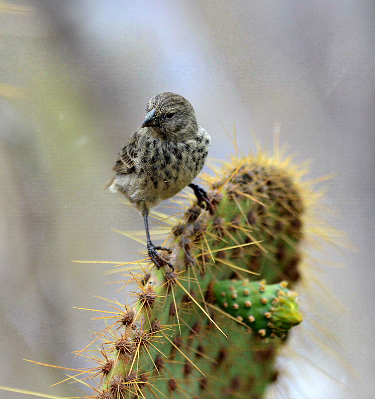 cactus finch | Project Noah