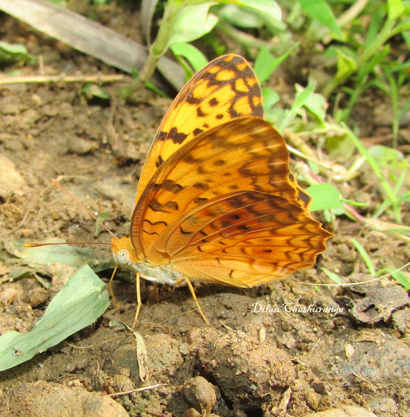 Common Leopard Phalanta | Project Noah