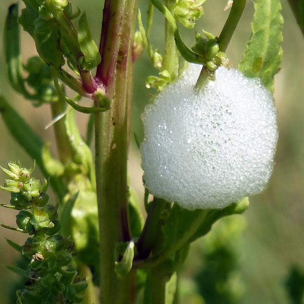 Spittle bug foam( Frog Hopper nymphs) | Project Noah