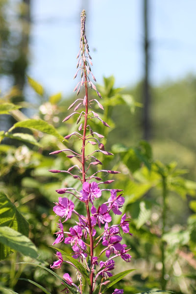 Fireweed | Project Noah