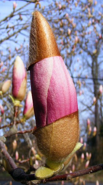 Tulip Tree | Project Noah