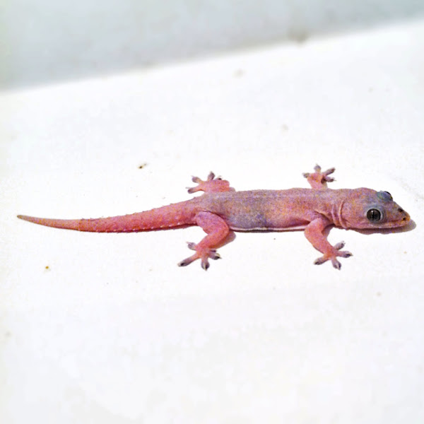Common House Gecko | Project Noah