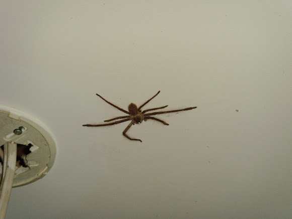 Huntsman Spider | Project Noah
