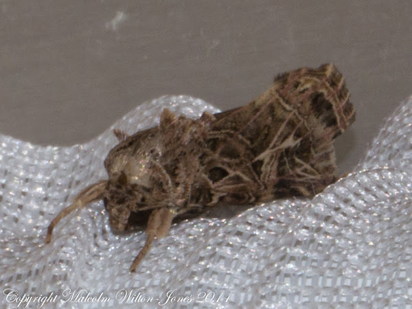 Mediterranean Brocade | Project Noah