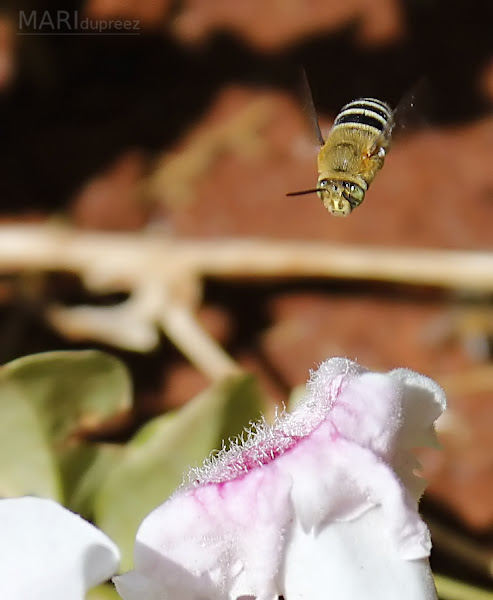 White-banded Digger Bee | Project Noah