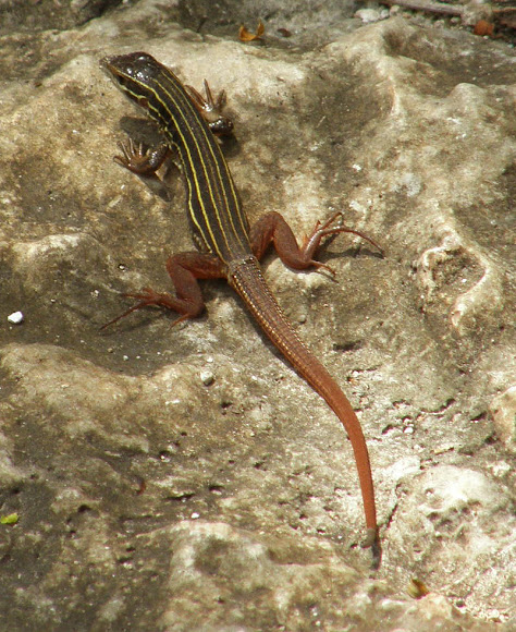 Yucatan whiptail | Project Noah