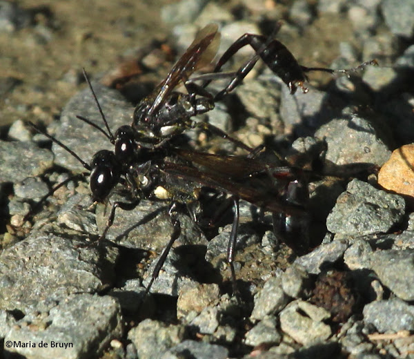 Thread-waisted wasps | Project Noah