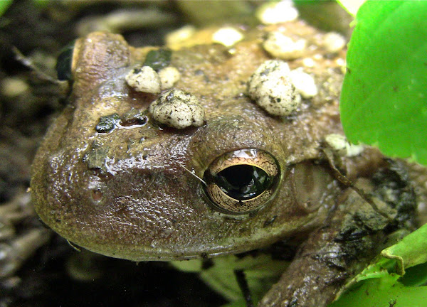 Cuban Tree Frog | Project Noah