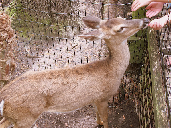 White-tailed Deer | Project Noah