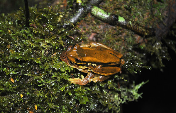 Yellow Hourglass Treefrog | Project Noah