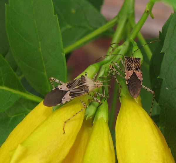 Spot-sided Coreid | Project Noah