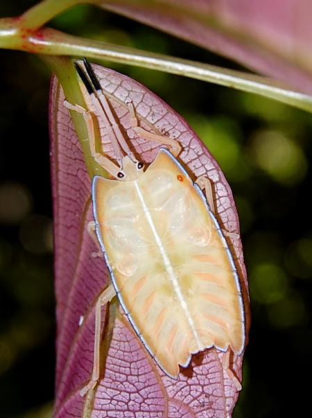 Giant shield bug nymph | Project Noah