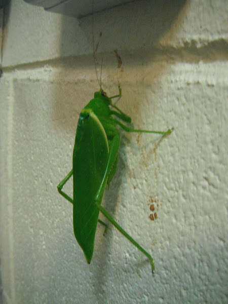 Spiny-legged Katydid | Project Noah