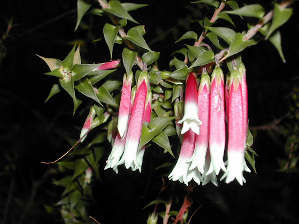 Fuchsia Heath | Project Noah