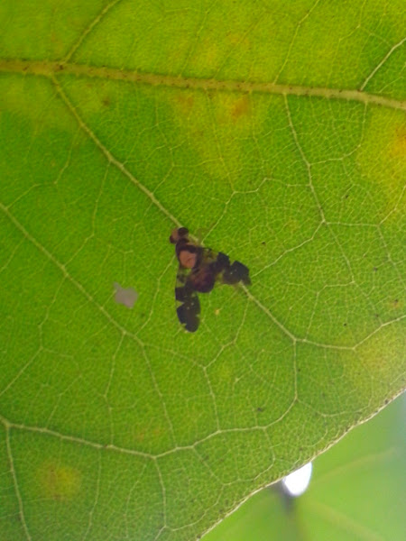 Tephritid Fruit Fly | Project Noah
