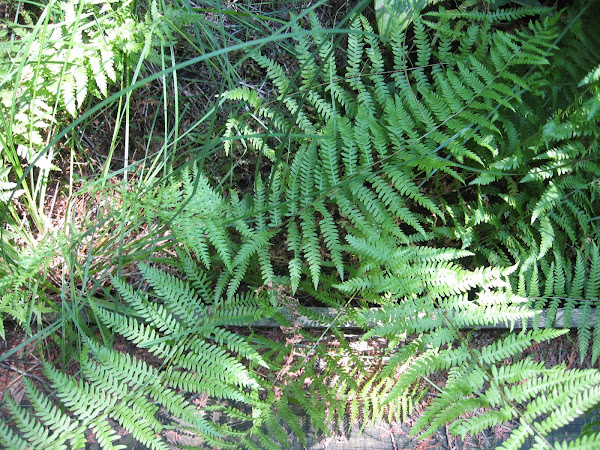 Marsh fern | Project Noah