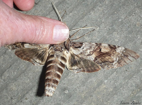 Sphinx Moth | Project Noah