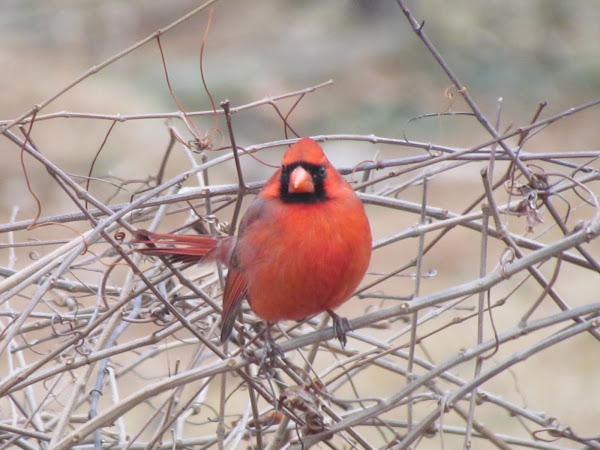 Cardinal | Project Noah