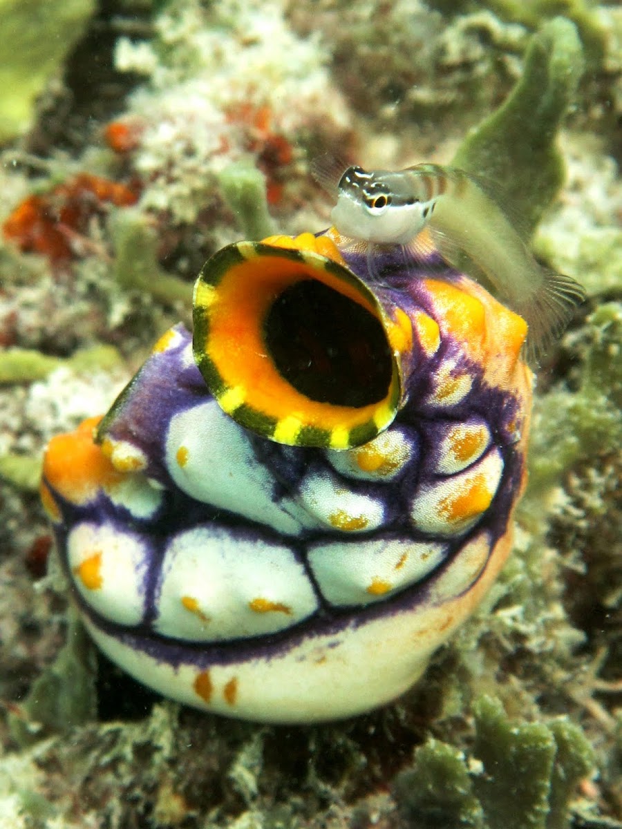 Two-spot blenny on ink-spot tunicate | Project Noah