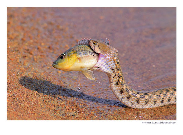 checkered keelback | Project Noah