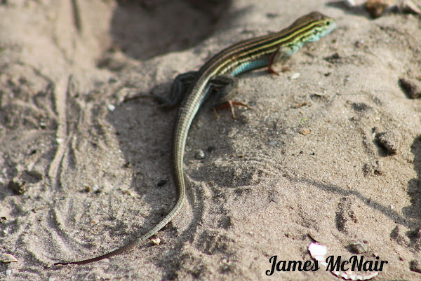 Six-lined Racerunner | Project Noah