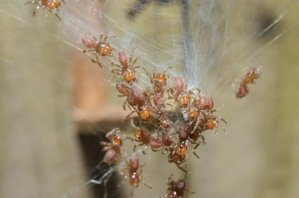 Purseweb spiderlings | Project Noah